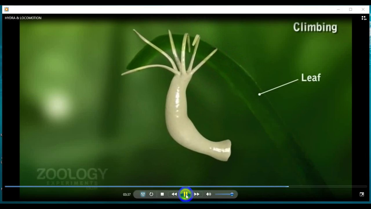 HYDRA & LOCOMOTION HSC ZOOLOGY - YouTube