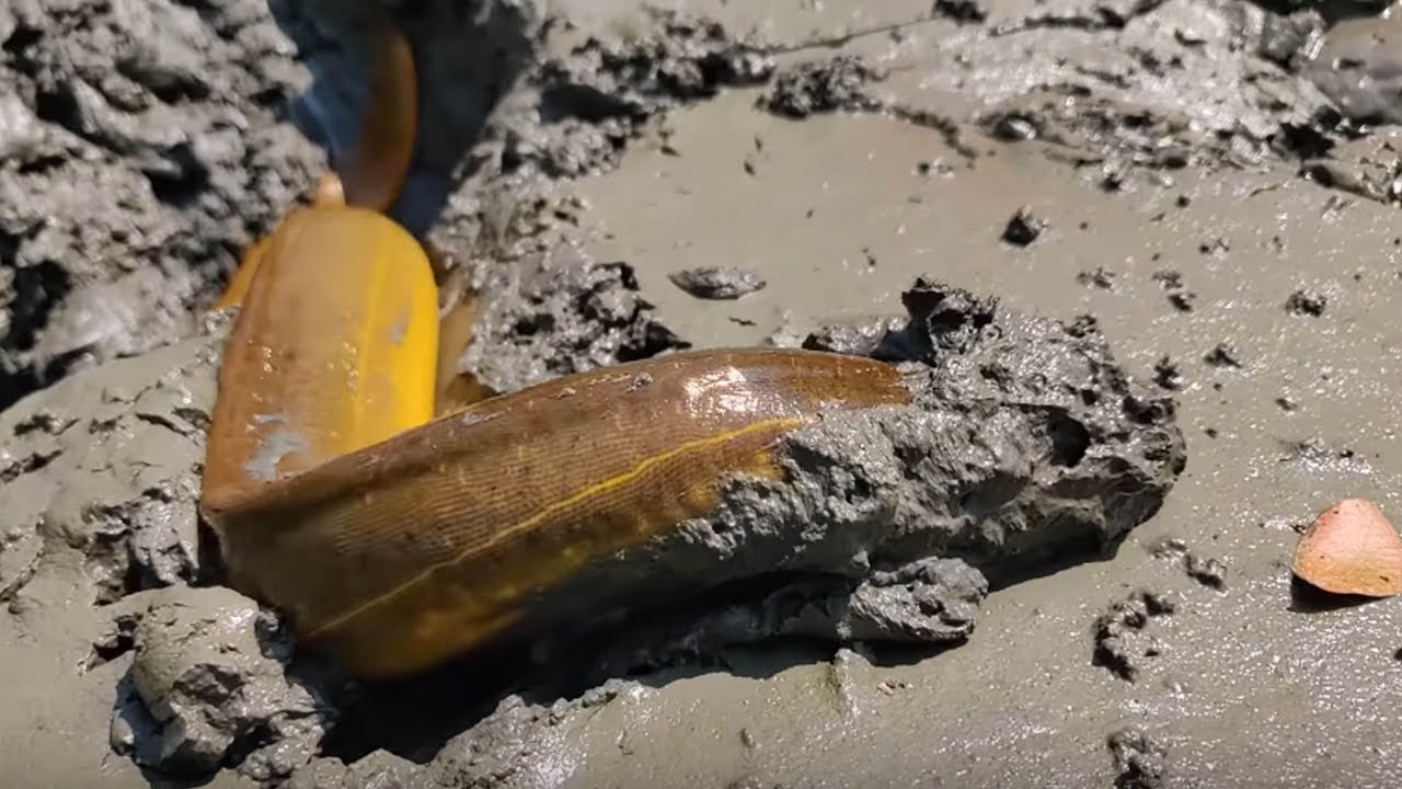 Best Mud Water Fishing New 2019 | Eel Fish Searching Under Mud Water ...