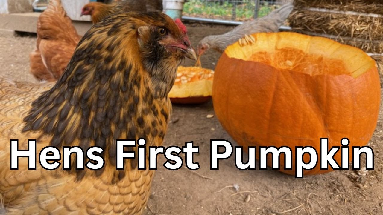 Hens first pumpkin. - YouTube