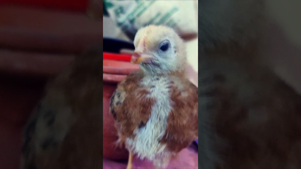 you are my Honey bunch suger plum Pumpy umpy umpkin your my sweety pie - YouTube