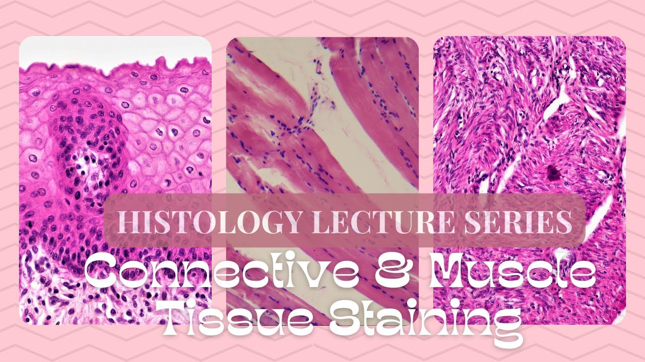 Connective and Muscle Tissue Staining-Histology Lecture Series - YouTube