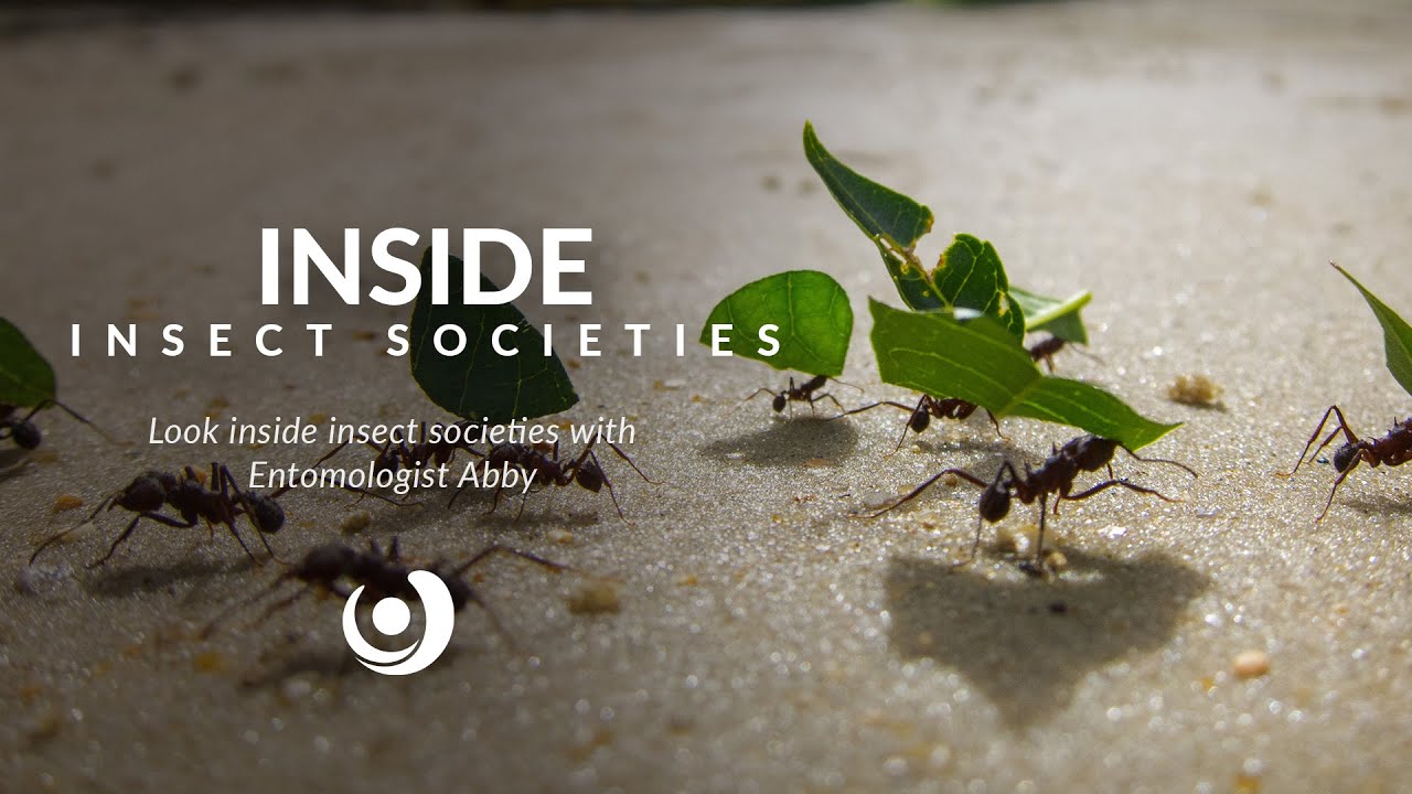 Varsity Tutors' StarCourse - Inside Insect Societies presented by Abby ...