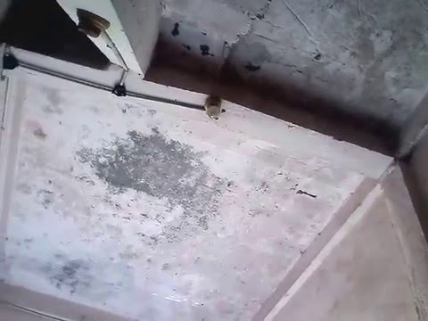 NEWS Young Mother 4 (2016)