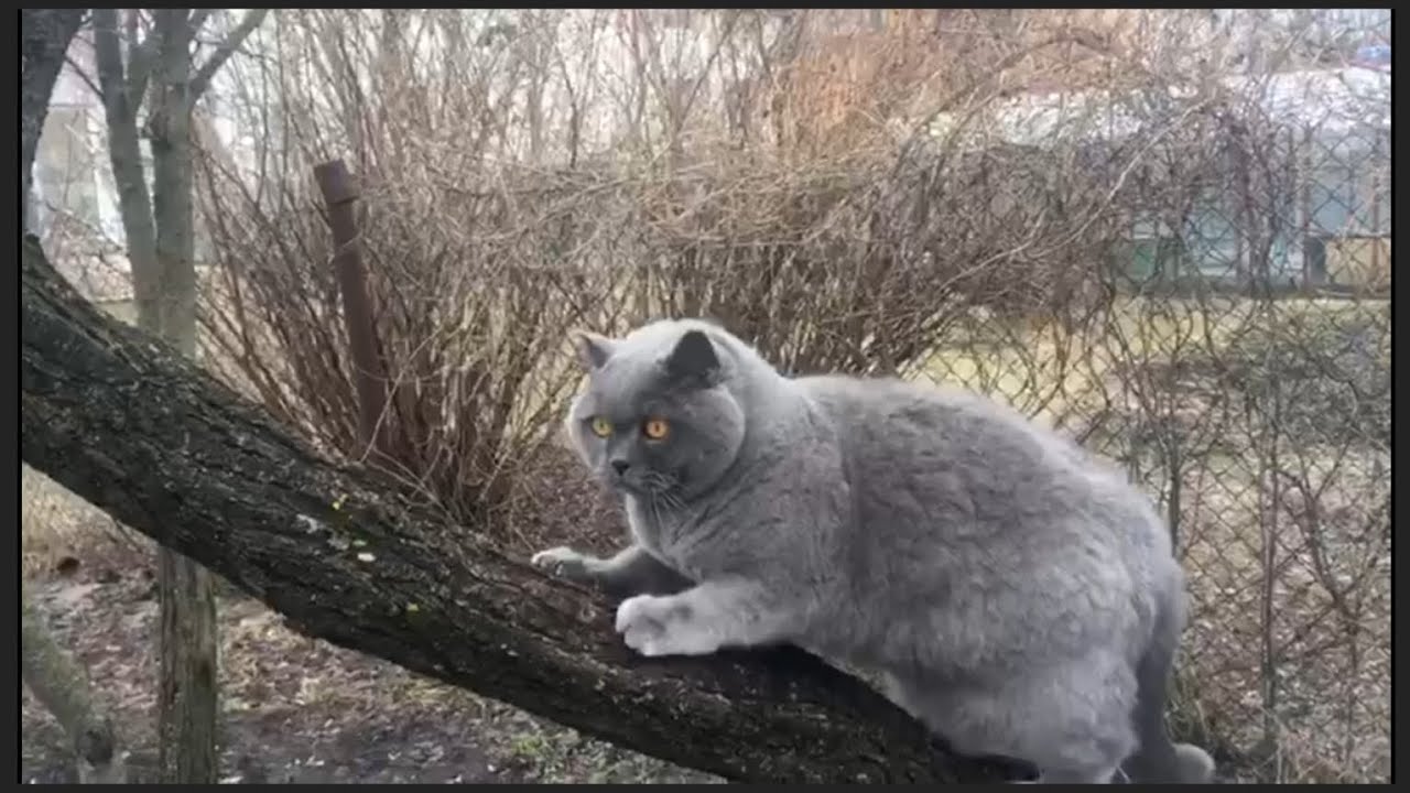Simon British Shorthair in the Garden | Chat Britannique dans le Jardin ...