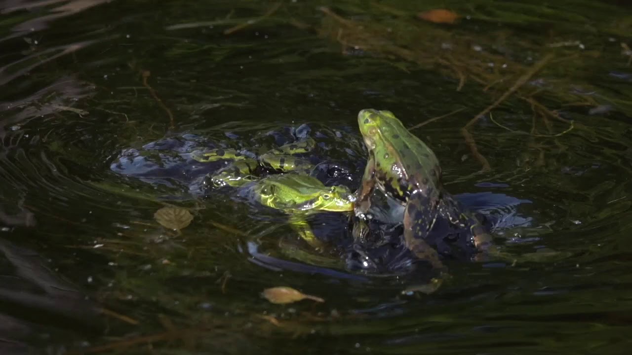 etranges amours de libellules - YouTube