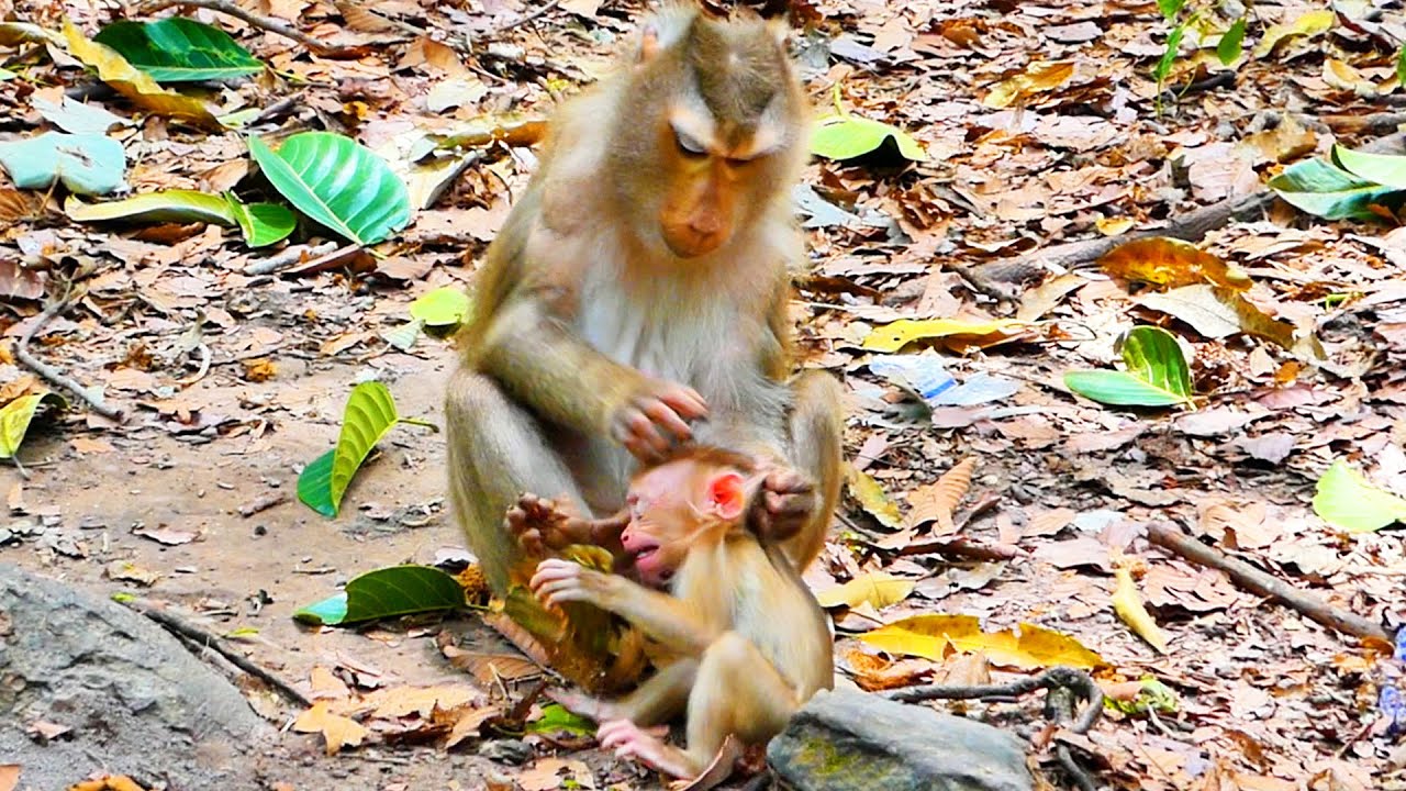 Greatest memories Mother please stop doing on her lovely baby monkey ...