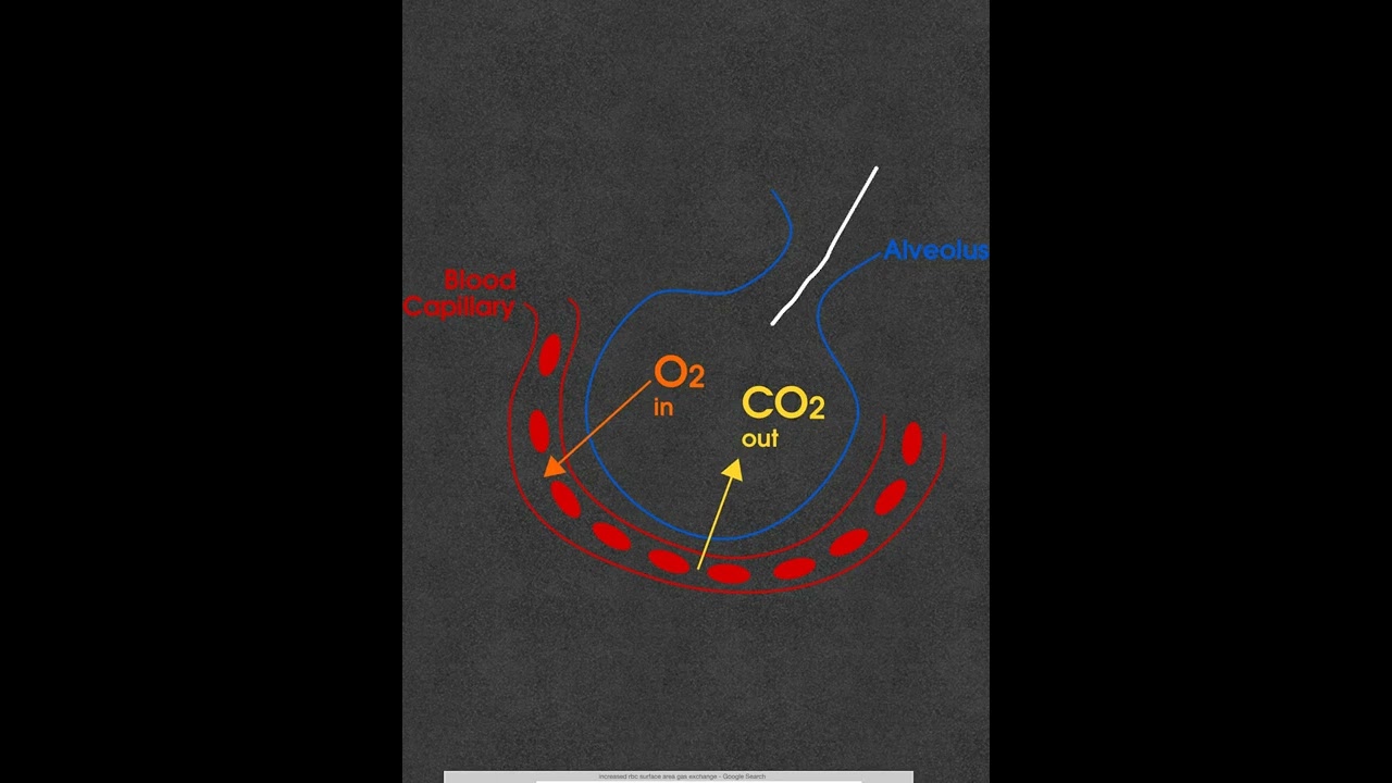 What are the advantages of biconcave shape of RBCs? #medicaleducation # ...