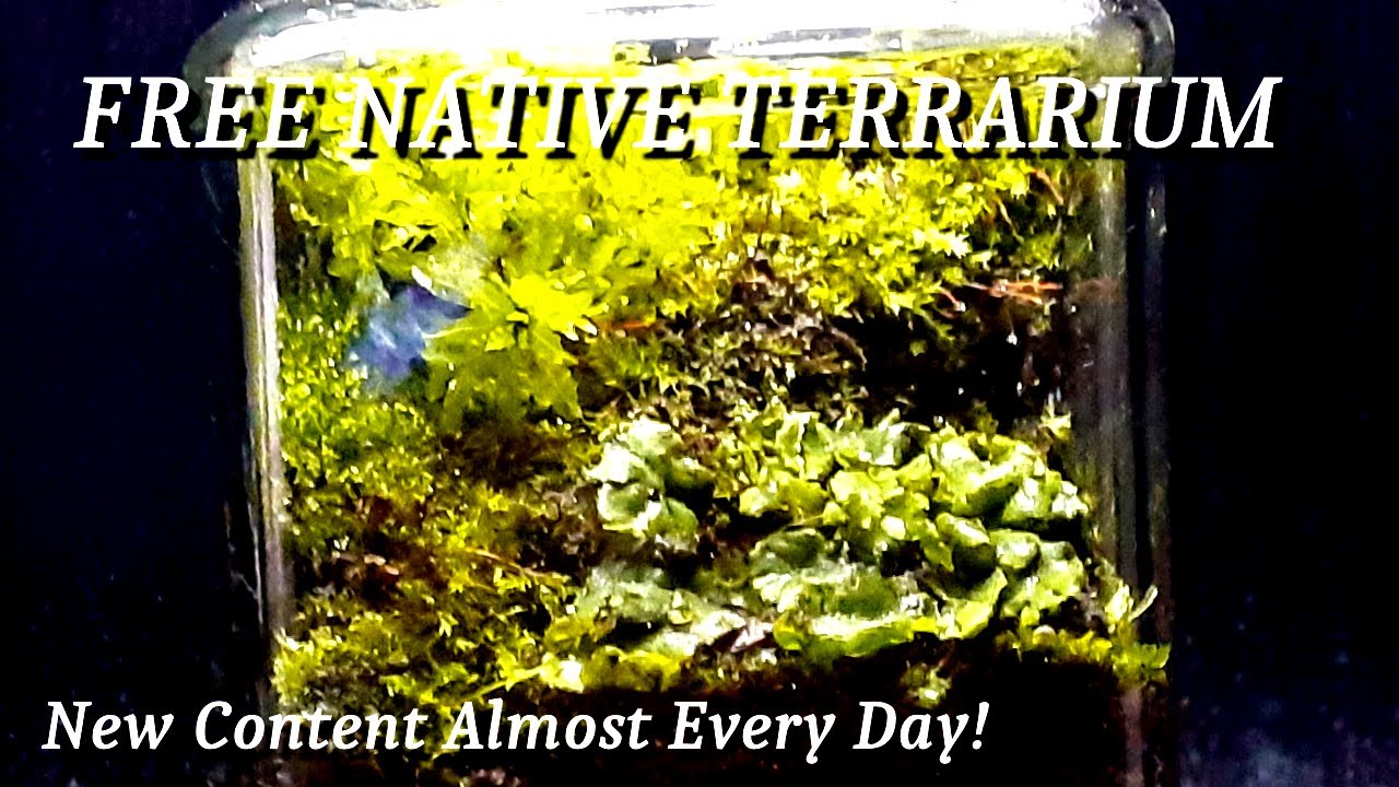 100% Free Native Terrarium - YouTube