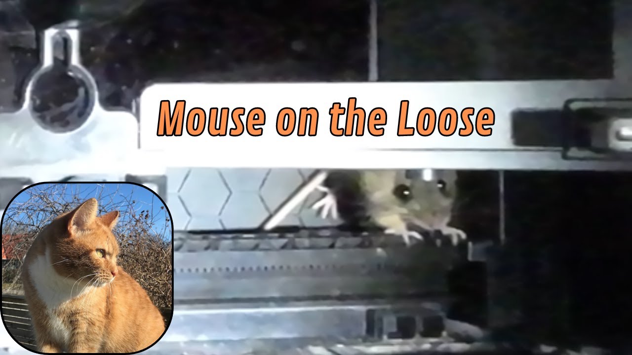 Hunting the Sneakiest Mouse in the House - YouTube