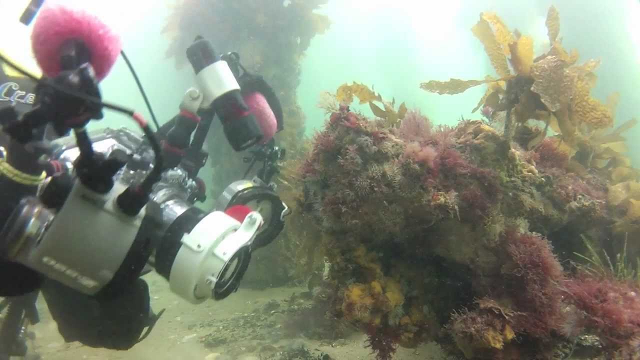St Leonards Pier photo dive - YouTube