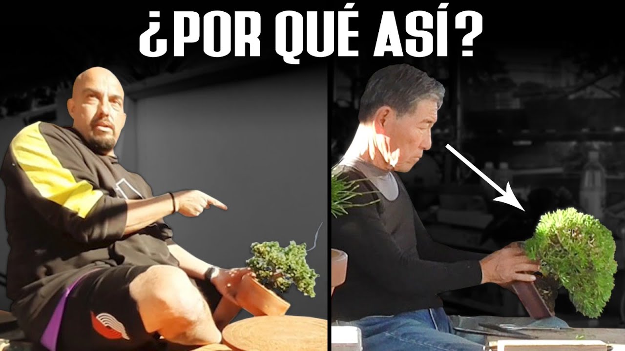 Trabajar con el bonsai en el regazo ¿cómo y por qué? - YouTube