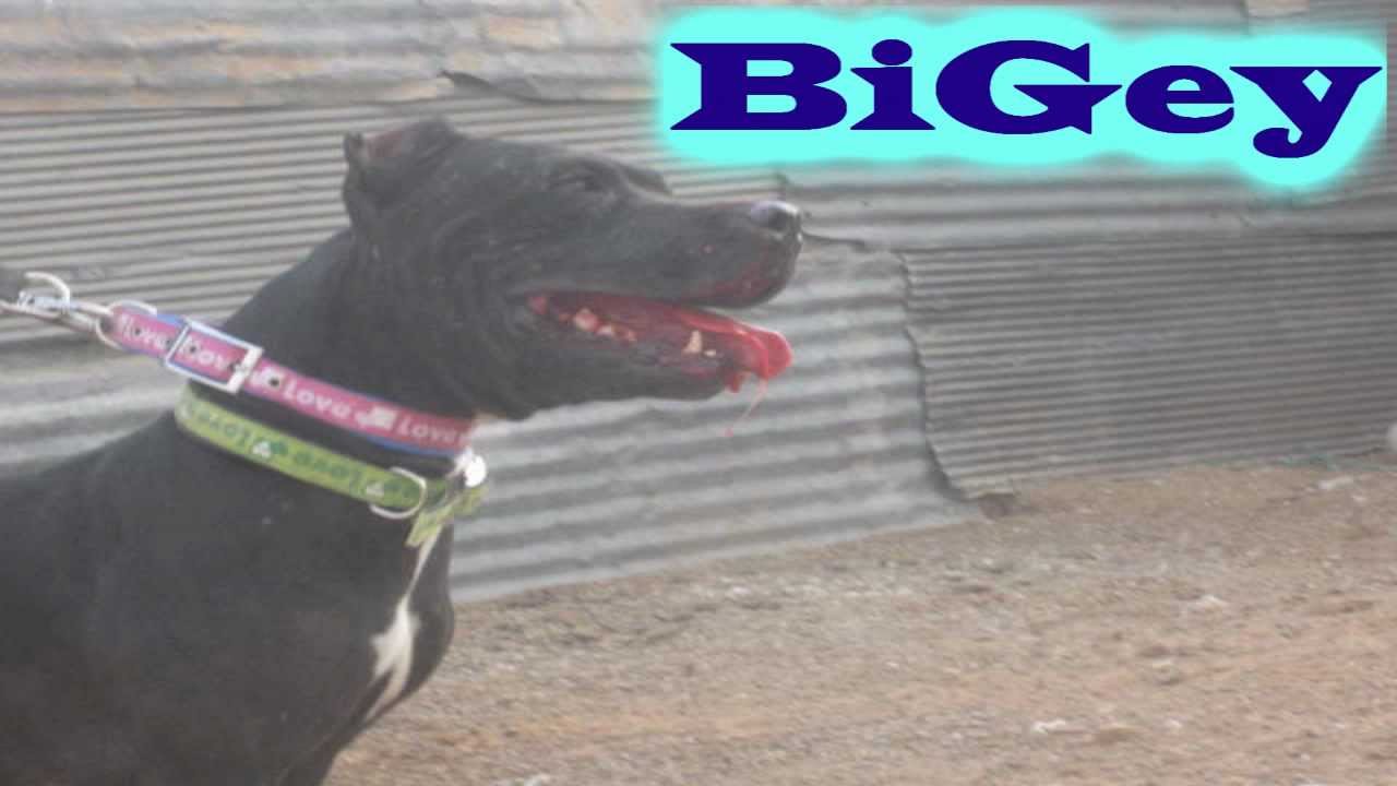 BiGey Pitbull - YouTube