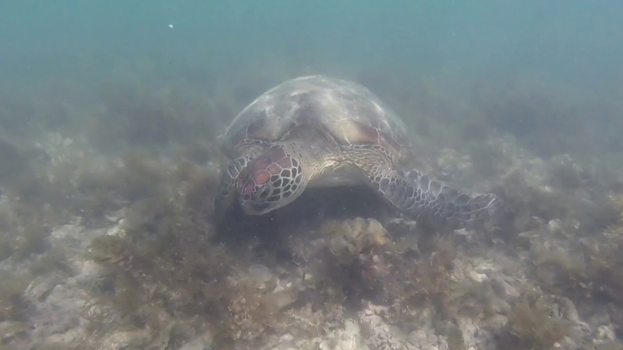 Turtle snorkeling - Hamilton Island - YouTube