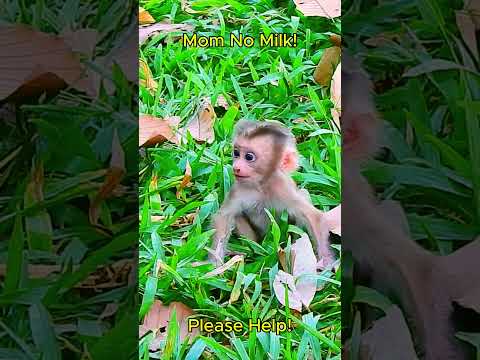 OMG Lily can learn to walk on her own