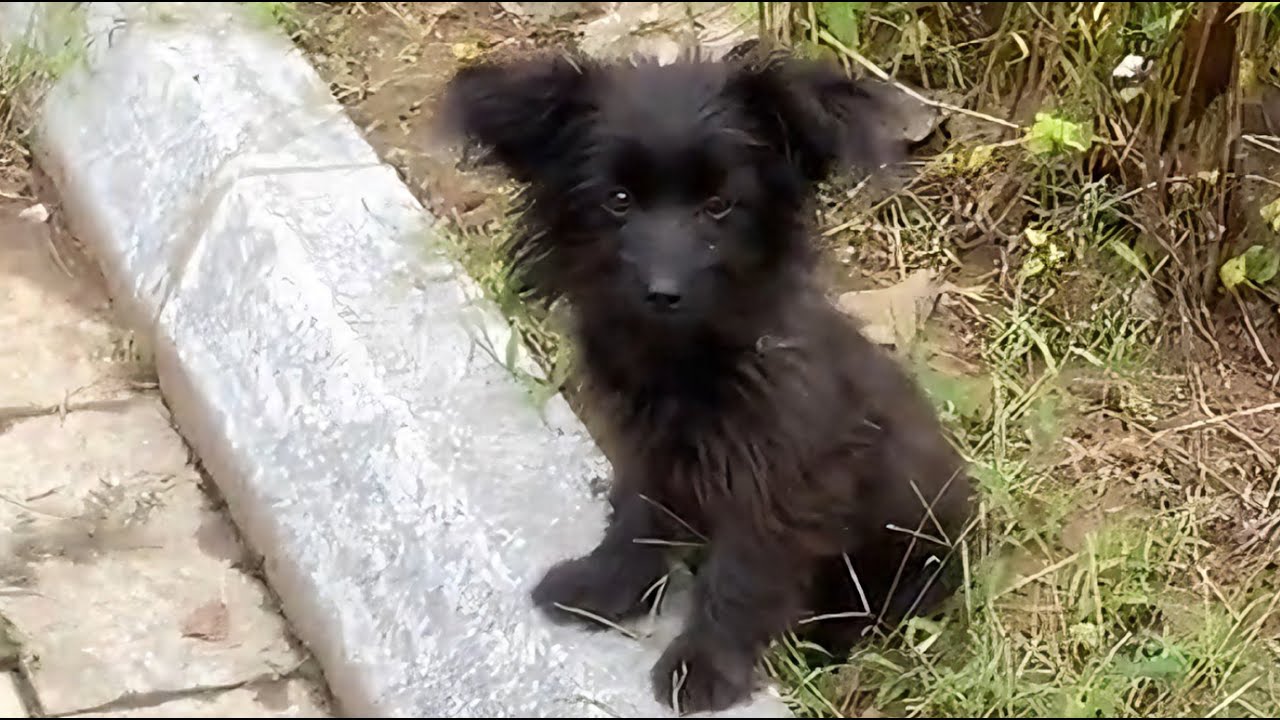 Starving Stray Dog Survives on Garbage, Rescued and Taken on a World ...