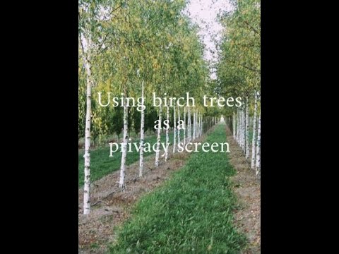 Using birch trees as a privacy screen - YouTube