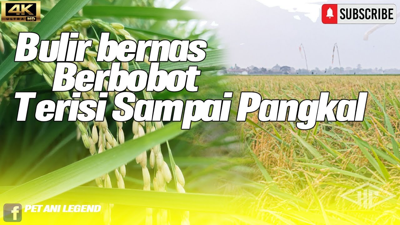Tips Bulir Padi Bernas, Berbobot & Terisi sampai Pangkal - YouTube