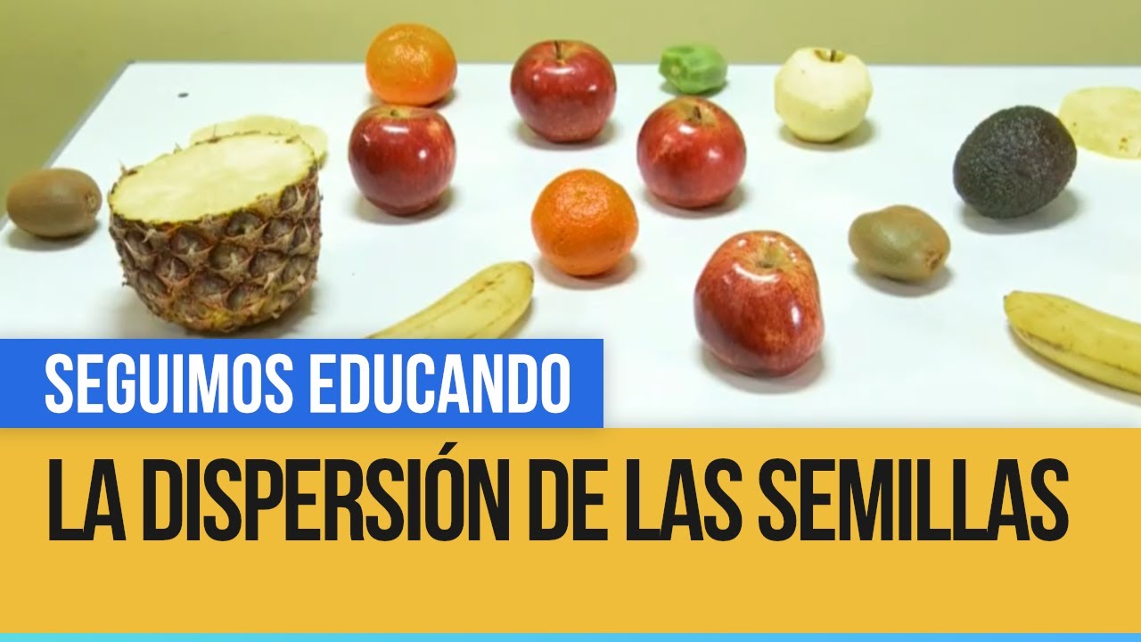 Cuadro De Siembra De Semillas Zona 5