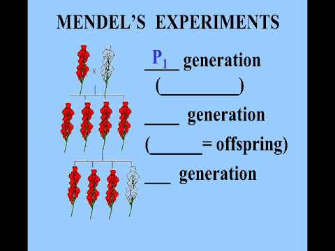 HONORS BIO- Genetics Intro to Mendel - YouTube