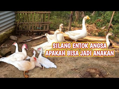 SILANG ENTOK ANGSA APAKAH BISA JADI ANAKAN - YouTube