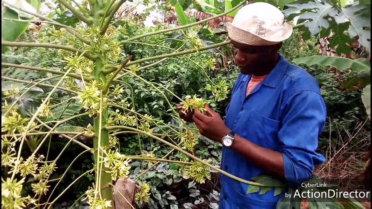 Comment réussir la culture de papaye ( épisode 1) - YouTube