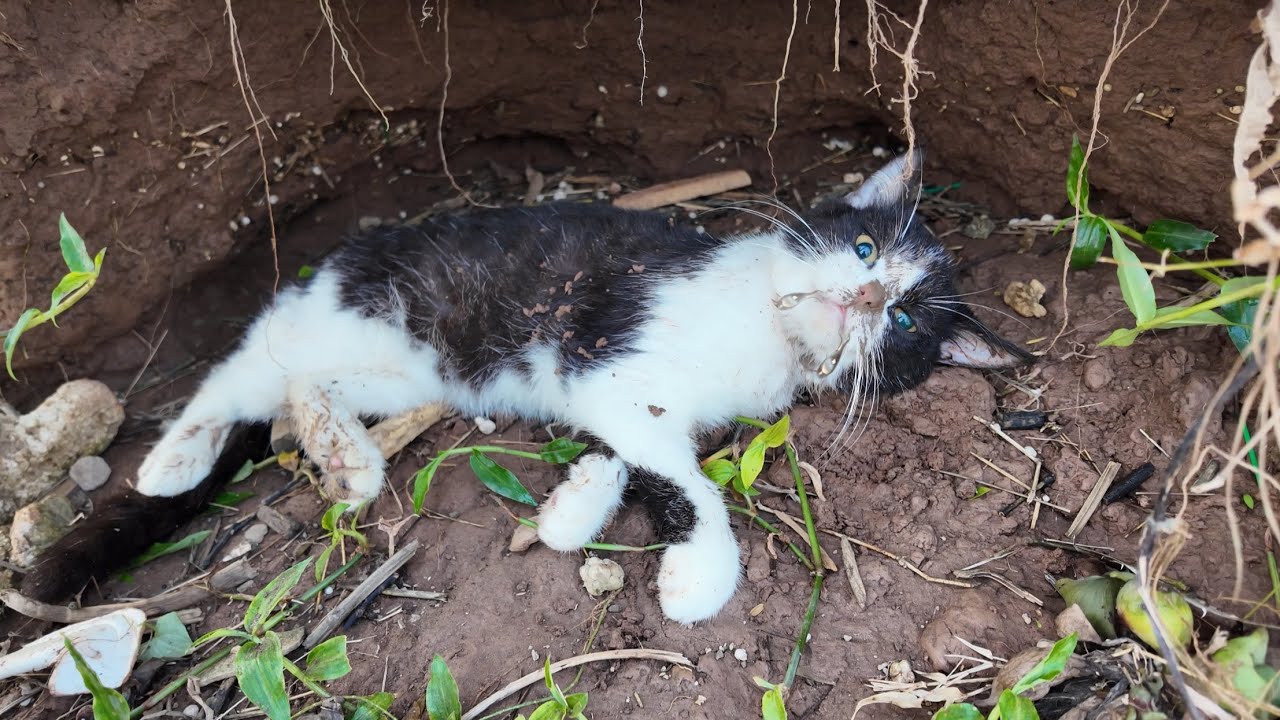 Emergency poor cat lying dying in the cave with high fever | will a ...