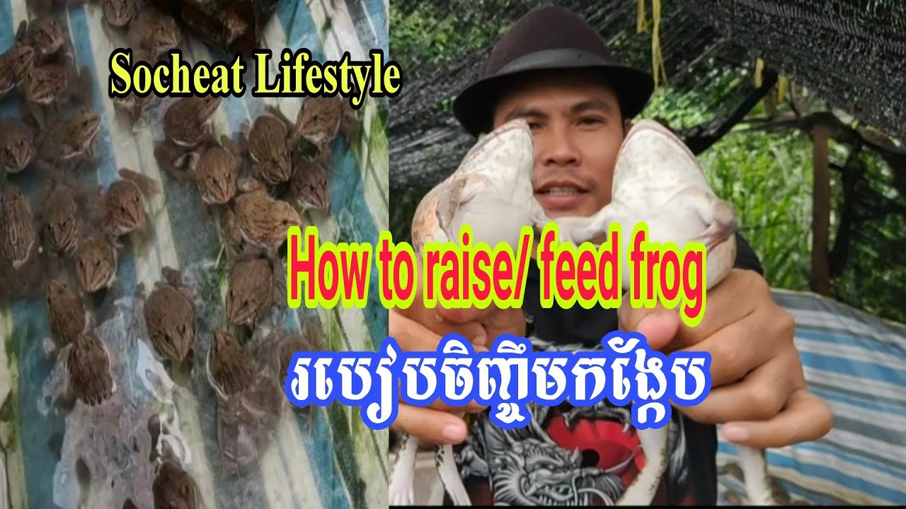 How to raise/ feed frog successfully, feed frog, raise frog, Socheat ...
