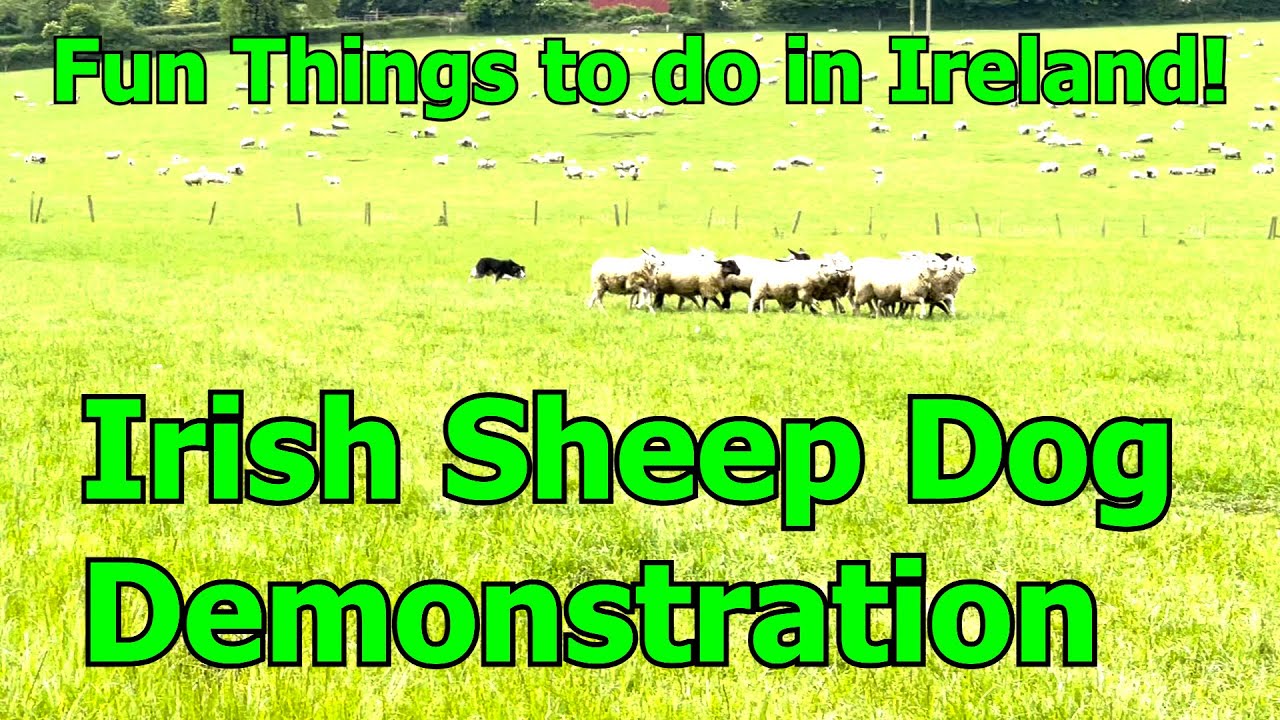 Ireland Sheep Dog Demonstration | Fun Things to do in Ireland! | Travel ...