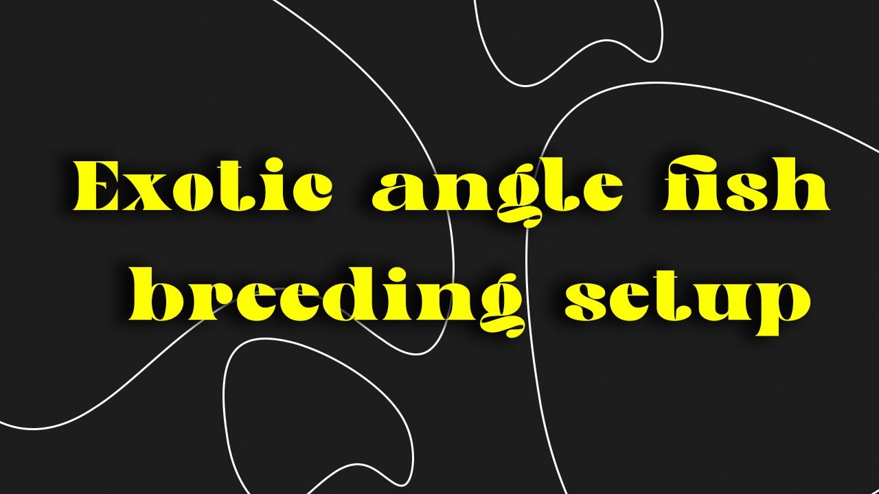 Exotic angle fish breeding setup/exotic anglefish/india/aquariumking ...