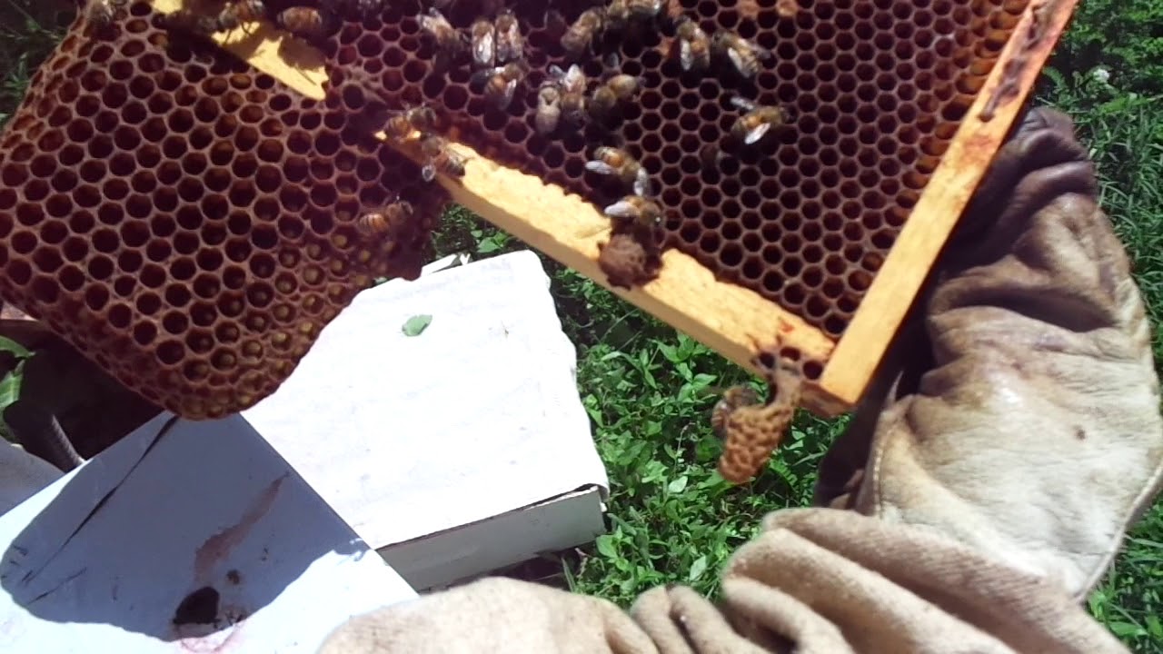 Snelgrove Method 2 Modified Update - YouTube