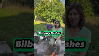 Why I have planted alot of Bilberry Bushes in my garden