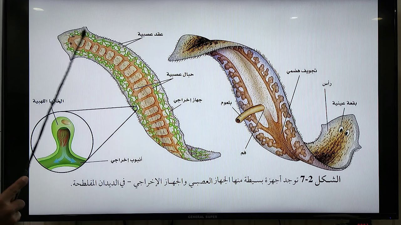 الديدان المفلطحة Youtube