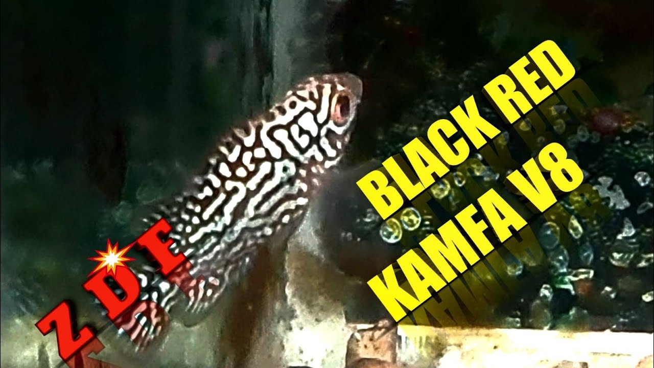 black red kamfa dan V8 || burayak louhan kamfa f2 ori thailand - YouTube