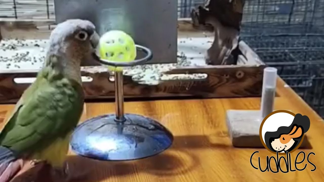💕 Talented bird flexes his workout routine 💕 [Try not to laugh or even ...