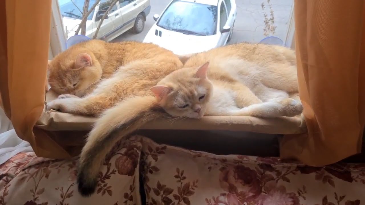 Juli CAT and Julia CAT sleep together 💤☺😍 - YouTube