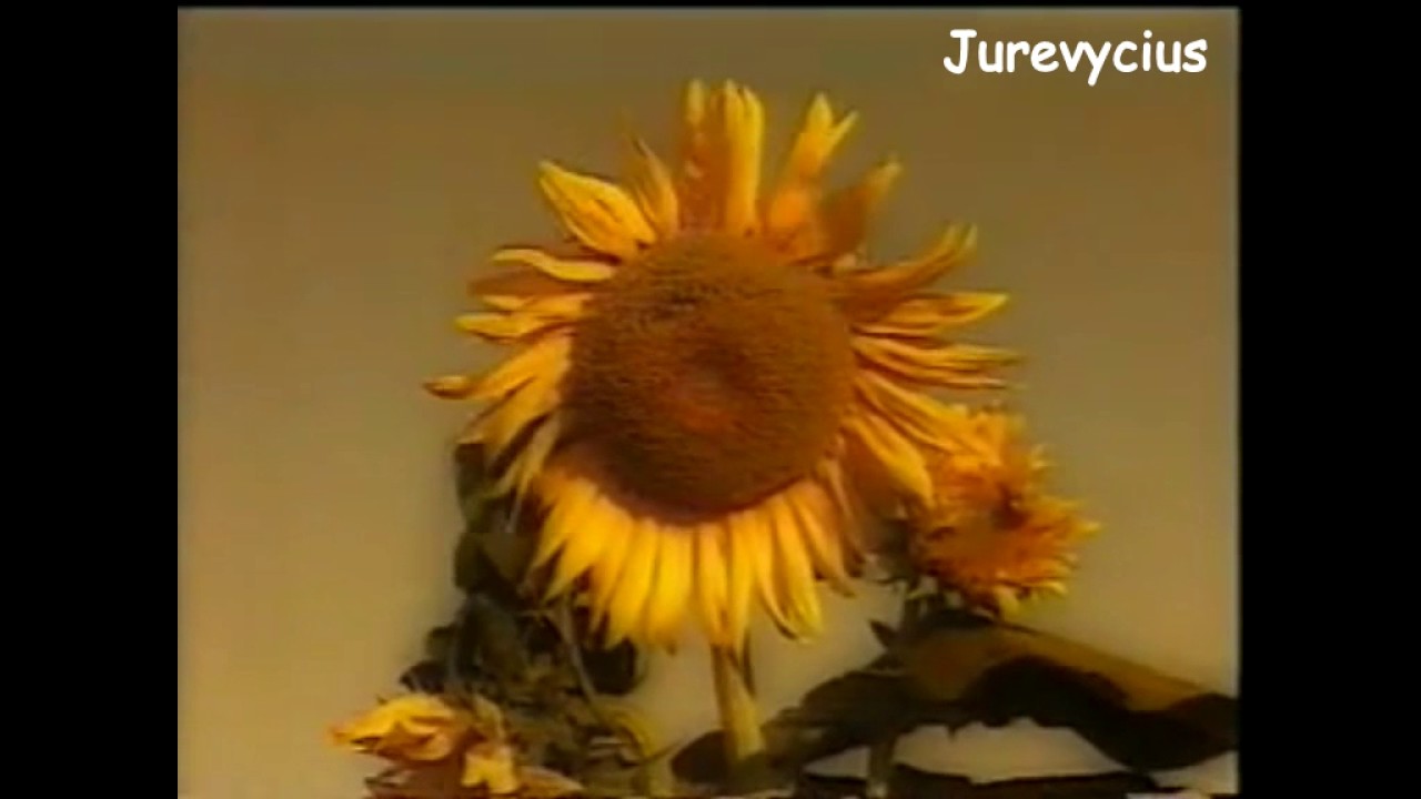 Argus, ulei (reclama, iunie 1999) - YouTube