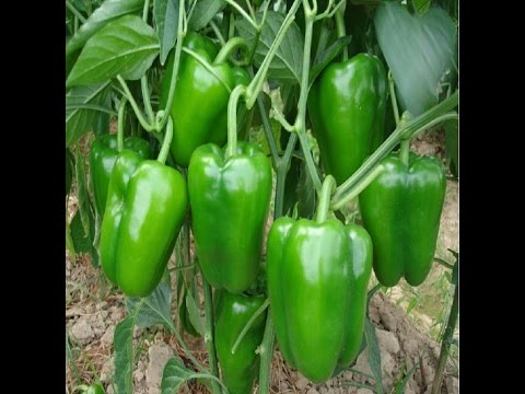 How to grow capsicum plant in kitchen easy to grow - YouTube