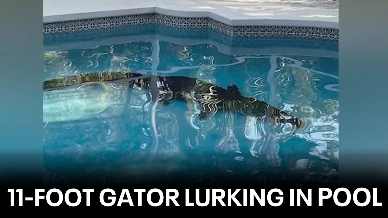 Massive 11-foot alligator found in woman's swimming pool - YouTube