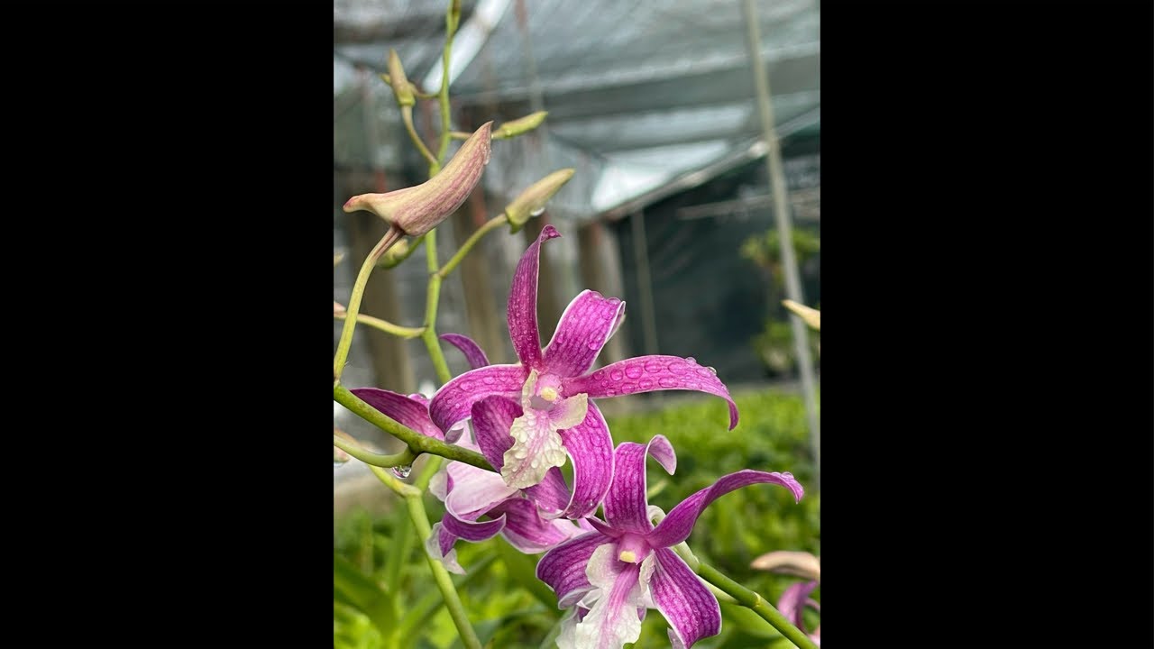 TOMMY-BÀ LIỄU-NẮNG THÁI-BÒ TÍM,...0903.177.978 - YouTube