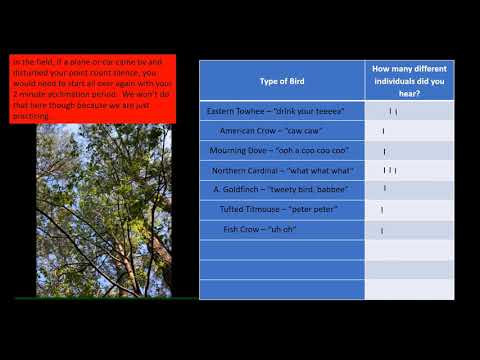 Bird Point Count - YouTube