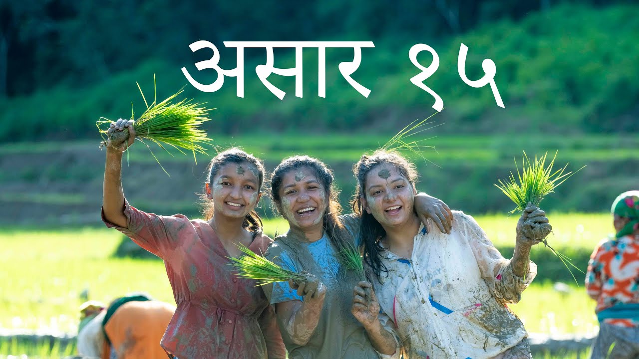 असारे रोपाई || asar15 || AsareRopai || Dahi Chura || Rice Planting ...
