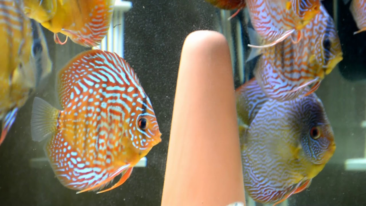Red Turquoise Discus - YouTube