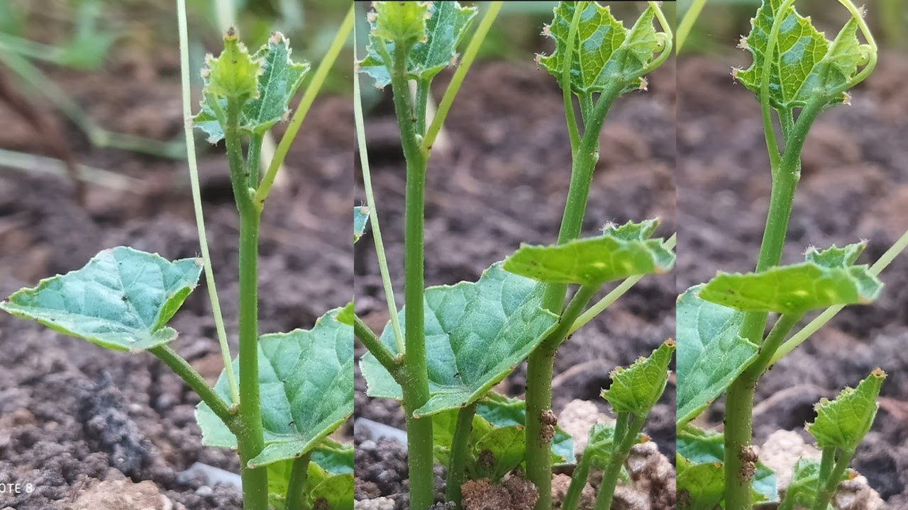 Kundru ki kheti | ivy gourd farming | tinndora kheti | kundaru nursery ...