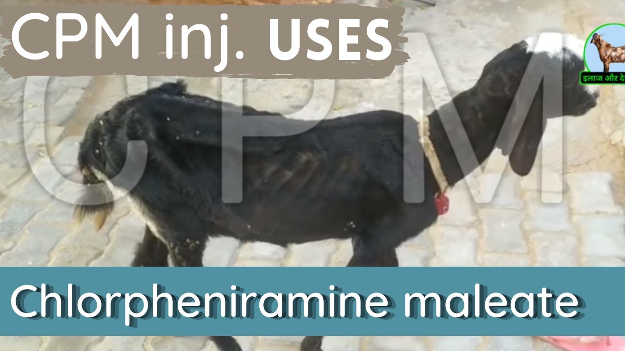 Chlorpheniramine maleate C P M injection uses in goat। bakrikailaj ...