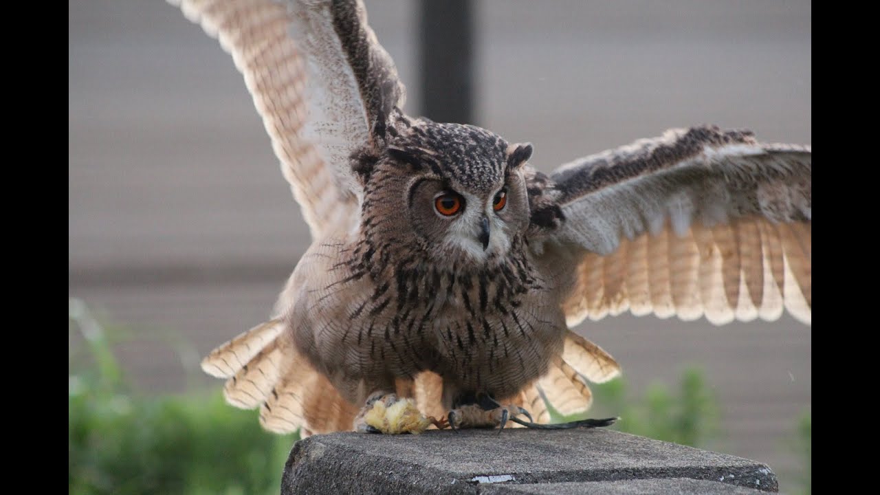 Flight training Eagle Owl - YouTube