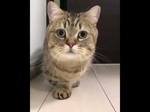 Le matou revient - YouTube