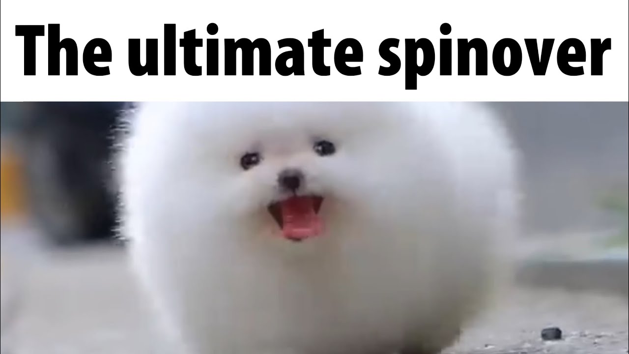 Dog explosion - YouTube