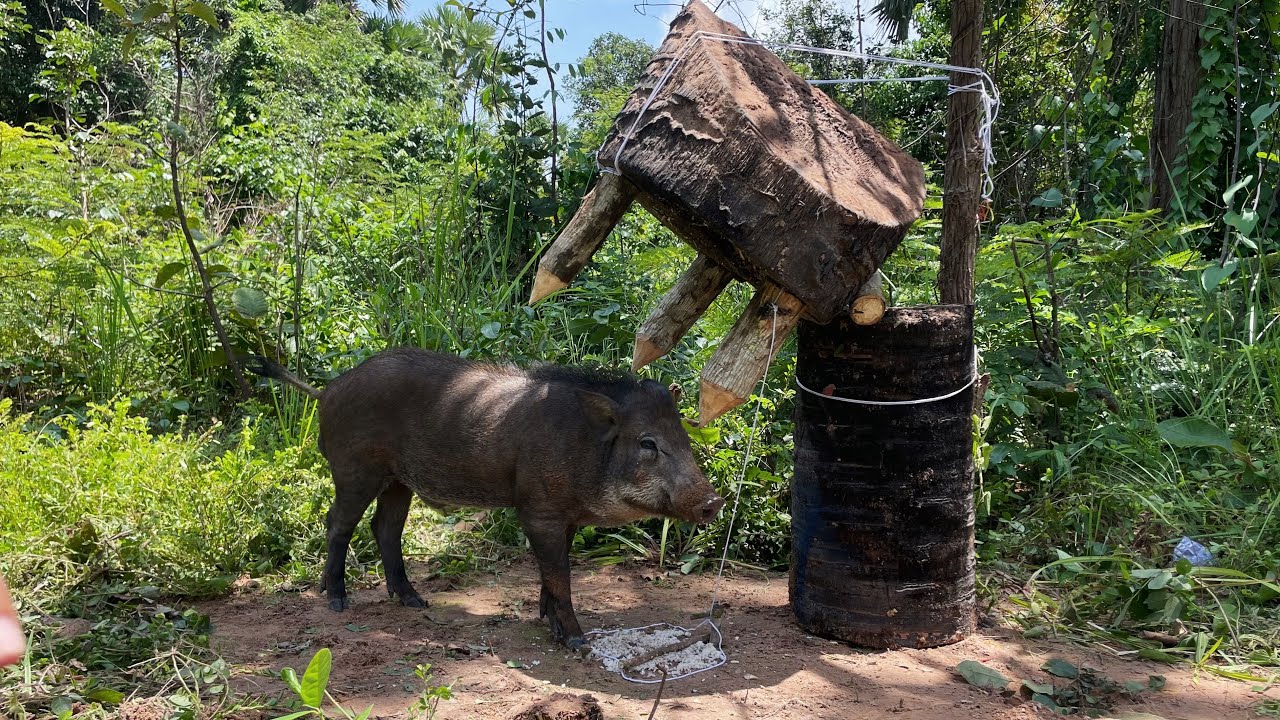 Primitive technology - Build Unique Primitive Wild boar Trapping Tool ...