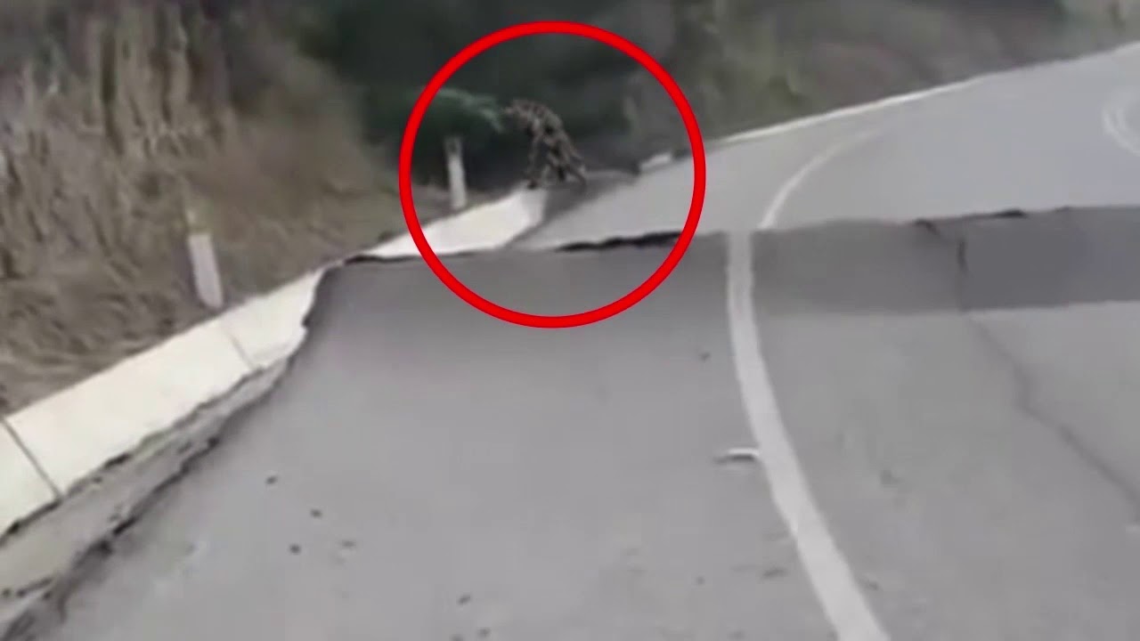 Strange creature recorded in the place of the earthquake - YouTube