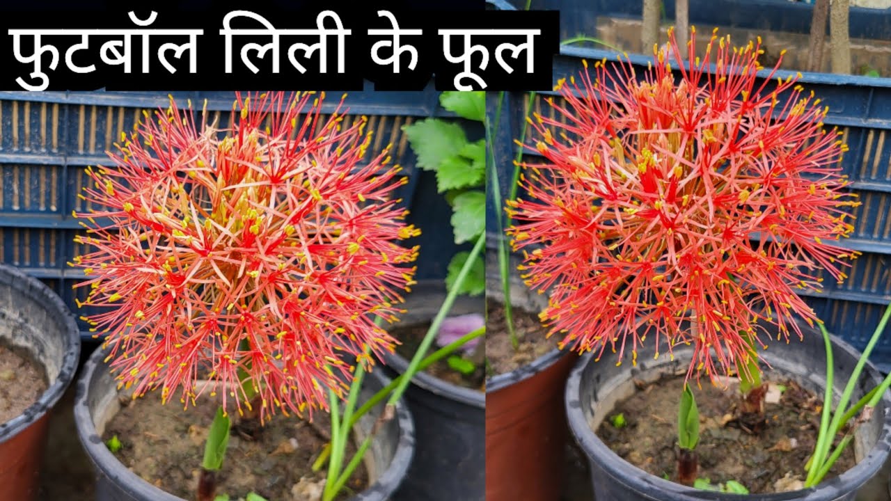 Football Lily how to grow and care - YouTube